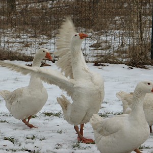 White Embden Geese | BackYard Chickens