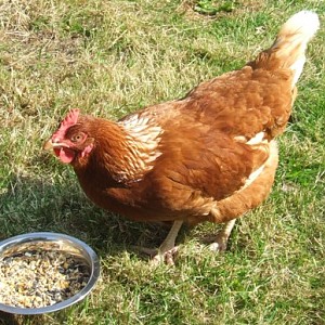 Lohman Brown | BackYard Chickens