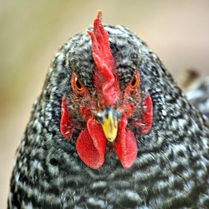 Barred Rock | BackYard Chickens
