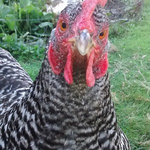 Barred Rock | BackYard Chickens