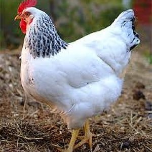 Colombian Rock | BackYard Chickens