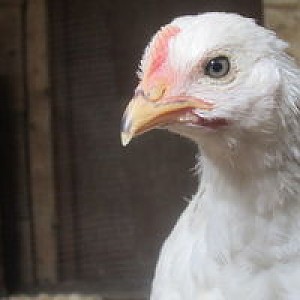 Colombian Rock | BackYard Chickens