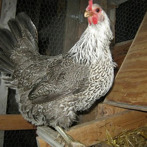 Iowa Blue | BackYard Chickens