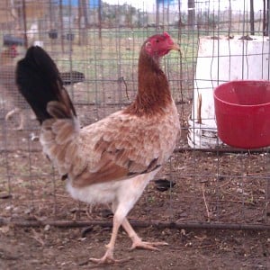 Gallo Kelso | BackYard Chickens