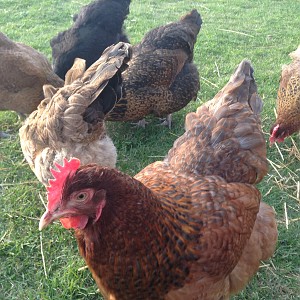 Rhodebar | BackYard Chickens