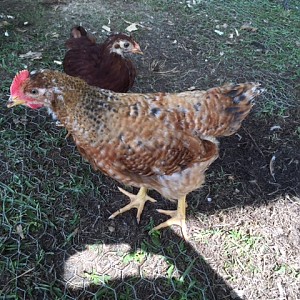 Rhodebar | BackYard Chickens