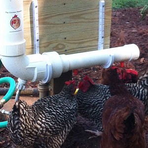 Chicken Fountain Automatic Waterer | BackYard Chickens