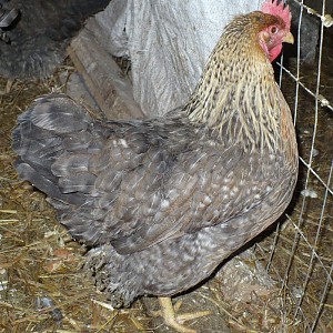 Welbar | BackYard Chickens