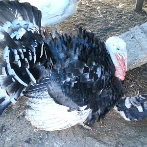 Oregon Gray turkey | BackYard Chickens