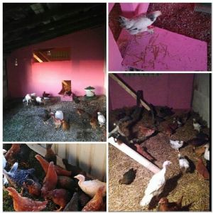 Doolittle Family Chicken Coop | BackYard Chickens - Learn How to Raise ...