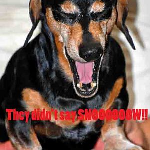 BackYard Chickens - Learn How to Raise Chickens