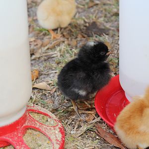 BackYard Chickens - Learn How to Raise Chickens