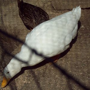 Mallard duck (Susie) and Pekin drake (Aflac) | BackYard Chickens ...