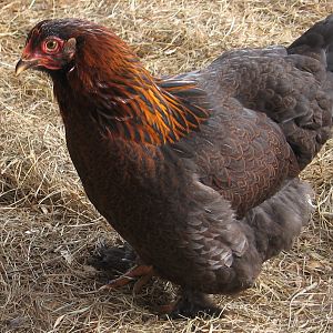 Partridge Cochins with Barred Rock and Buff Orpingtons in the ...