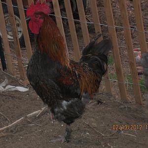 BackYard Chickens - Learn How to Raise Chickens