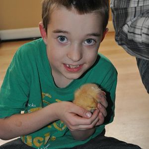 M, and his chick, "Edward" | BackYard Chickens - Learn How to Raise ...