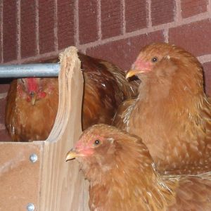 Buff Orp/ EE cross pullets (with the young roo hiding behind the ...