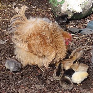 BackYard Chickens - Learn How to Raise Chickens