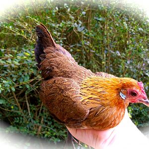 bb-red hen | BackYard Chickens - Learn How to Raise Chickens