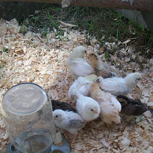 bb-red hen | BackYard Chickens - Learn How to Raise Chickens