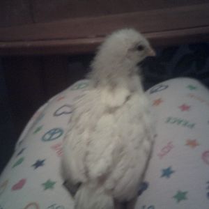 White Rock or Tetra Tint | BackYard Chickens - Learn How to Raise Chickens