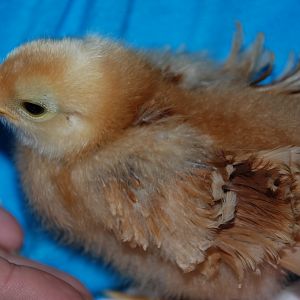 Reba, I think she is a frizzle bantam. | BackYard Chickens - Learn How ...