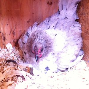 Cricket | BackYard Chickens - Learn How to Raise Chickens