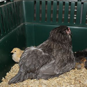 BackYard Chickens - Learn How to Raise Chickens