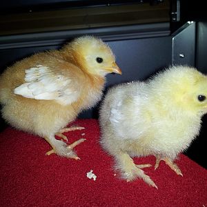 Chickens | BackYard Chickens - Learn How to Raise Chickens