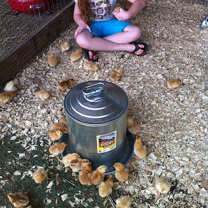Broiler Project. | BackYard Chickens - Learn How to Raise Chickens