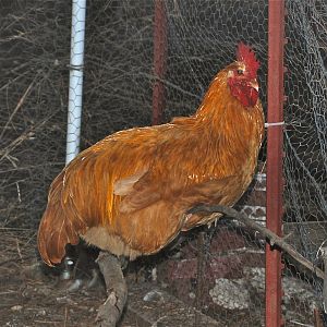 BackYard Chickens - Learn How to Raise Chickens