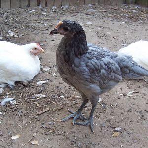 Buff Cochin, Splash Andalusian | BackYard Chickens - Learn How to Raise ...