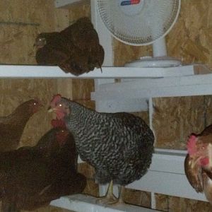BackYard Chickens - Learn How to Raise Chickens