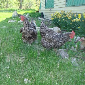 My big Girls: Minnia and Edna | BackYard Chickens - Learn How to Raise ...
