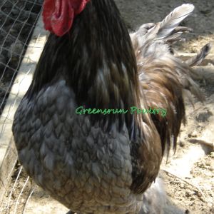 Blue Orpington Roo | BackYard Chickens - Learn How to Raise Chickens
