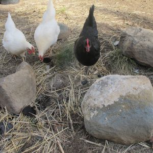 All of our hens: Mullet, Suzy Q and Obsidian. | BackYard Chickens ...