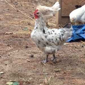 Blue Splash Maran and Easter Eggers | BackYard Chickens - Learn How to ...