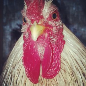 Photogenic rooster. | BackYard Chickens - Learn How to Raise Chickens