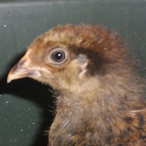 BackYard Chickens - Learn How to Raise Chickens