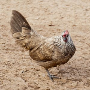 Little Silver Dun Phoenix Bantam hen. | BackYard Chickens - Learn How ...