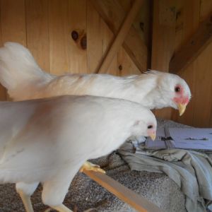 White bantam pair | BackYard Chickens - Learn How to Raise Chickens
