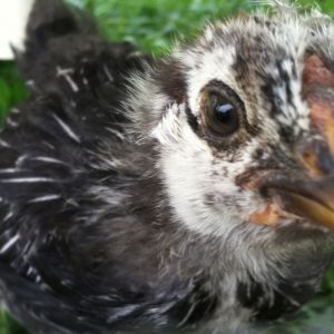 Cookaroo, the Silver-laced Wyandotte | BackYard Chickens - Learn How to ...