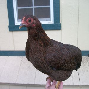 Our favorite chicken, Henny Penny. She is a bantam. | BackYard Chickens ...