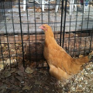 Reba | BackYard Chickens - Learn How to Raise Chickens