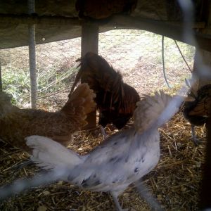 Our blue splash polish hen-Splash | BackYard Chickens - Learn How to ...