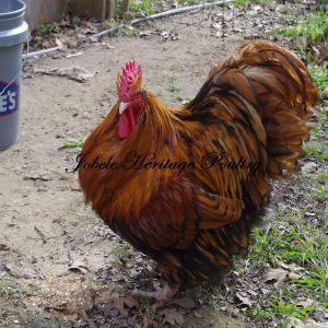 Big Hoss | BackYard Chickens - Learn How to Raise Chickens