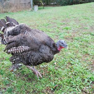 BackYard Chickens - Learn How to Raise Chickens