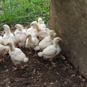 meat birds | BackYard Chickens - Learn How to Raise Chickens