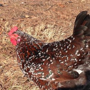Speckled Sussex Hen | BackYard Chickens - Learn How to Raise Chickens