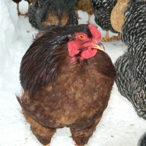 Bill | BackYard Chickens - Learn How to Raise Chickens